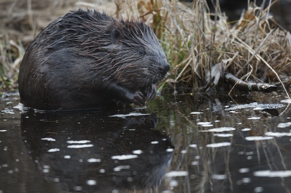 Atpūta Latvijas valsts meži - Beaver flea that is not a flea